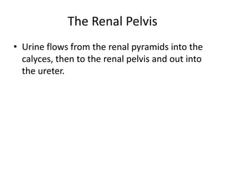 Renal physiology | PPTX