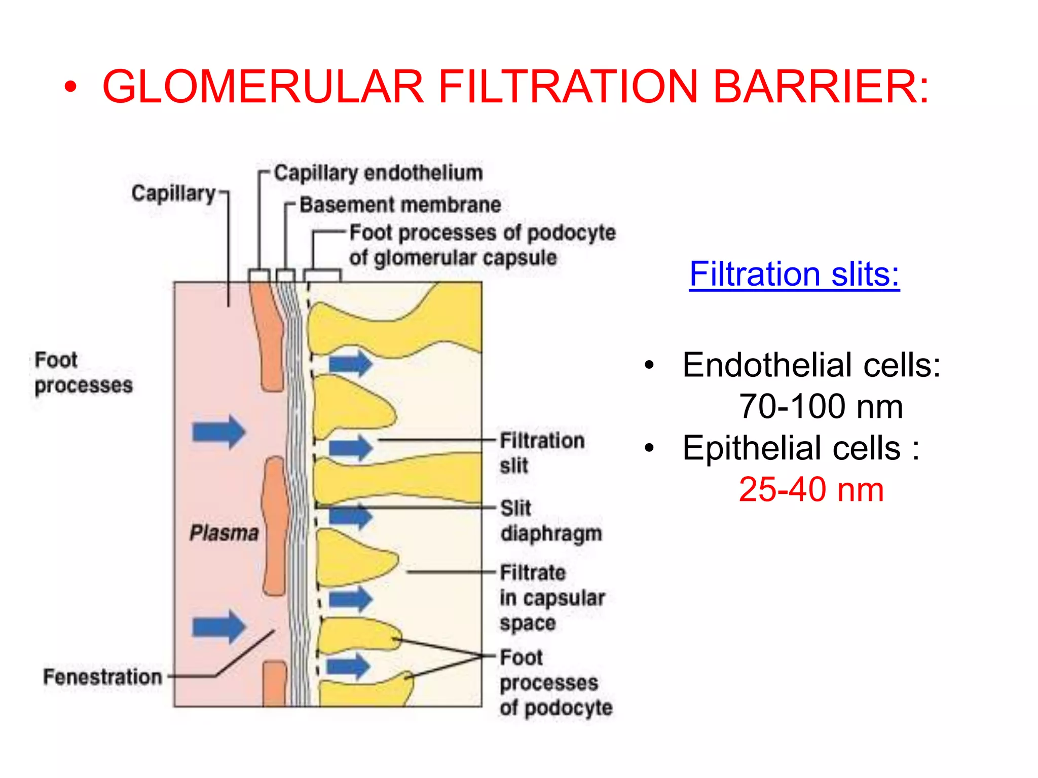 Renal physiology | PPTX