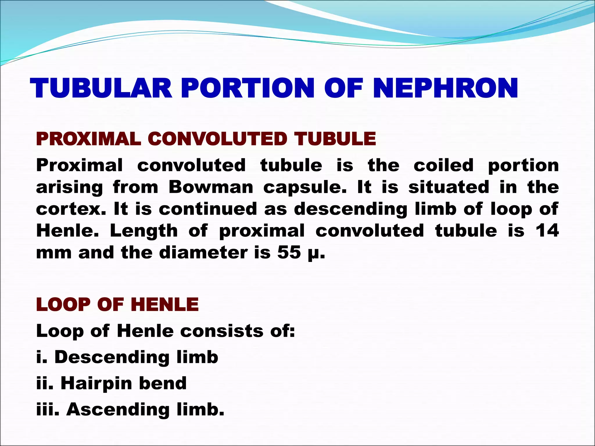 RENAL PHYSIOLOGY.ppt