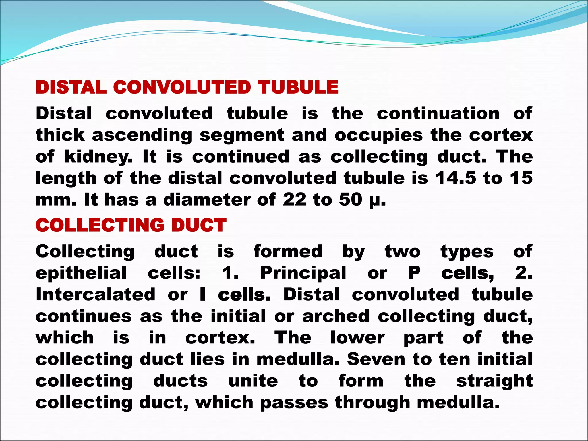 RENAL PHYSIOLOGY.ppt