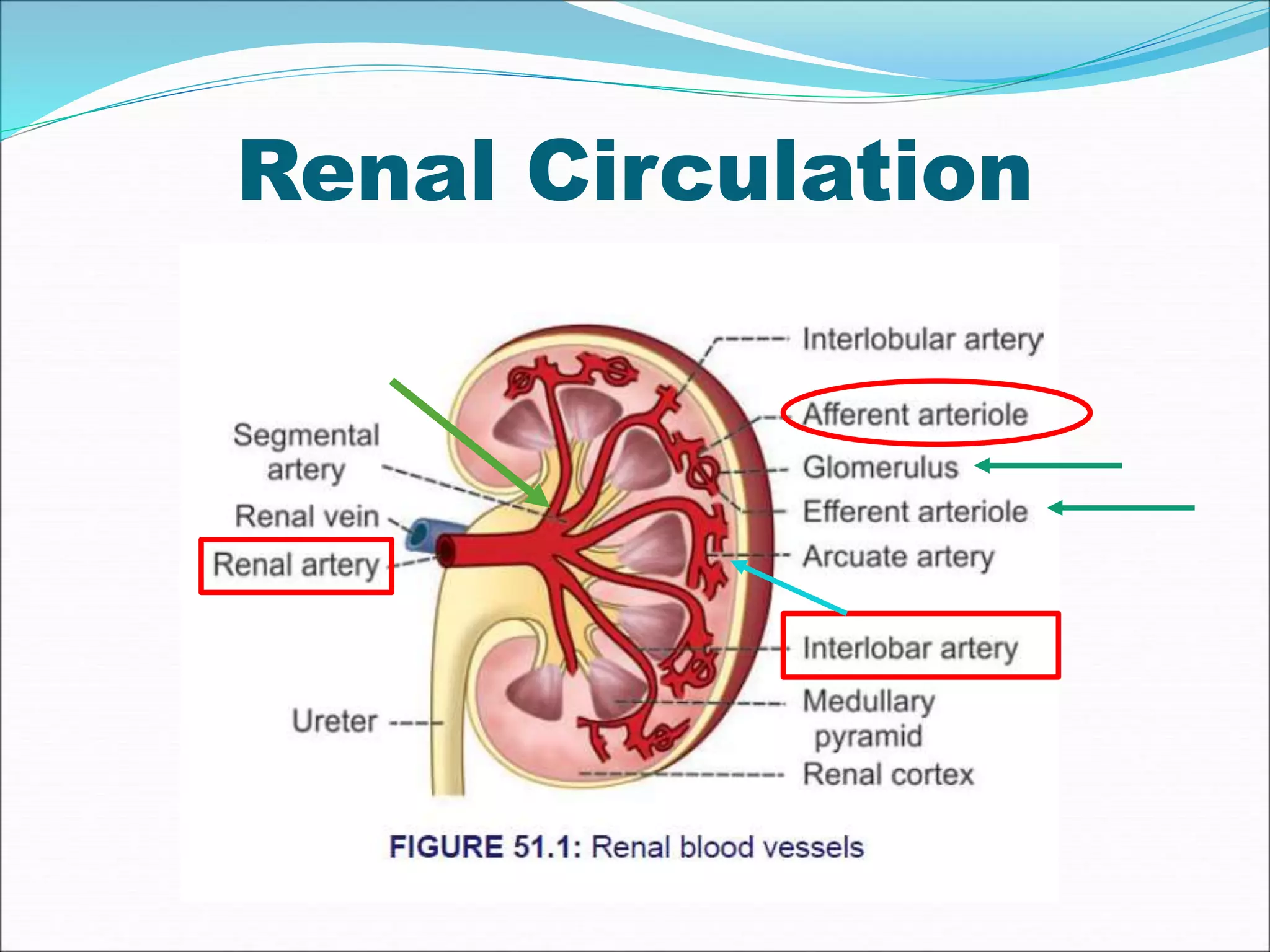 RENAL PHYSIOLOGY.ppt