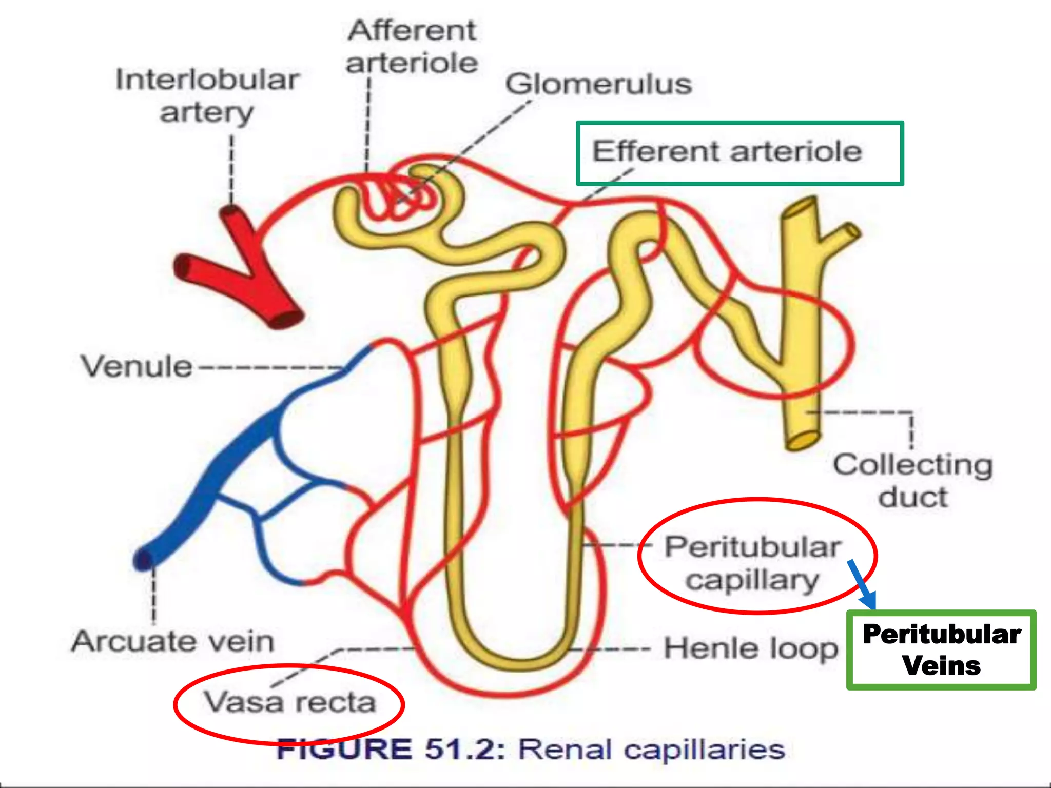 RENAL PHYSIOLOGY.ppt