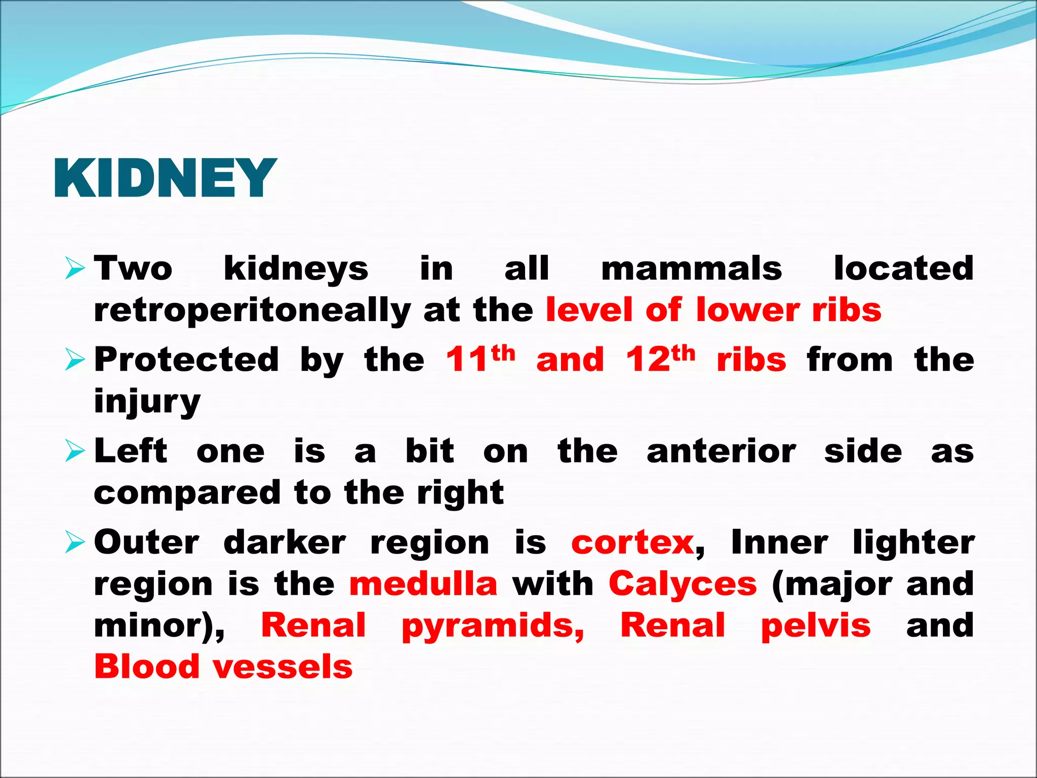 RENAL PHYSIOLOGY.ppt