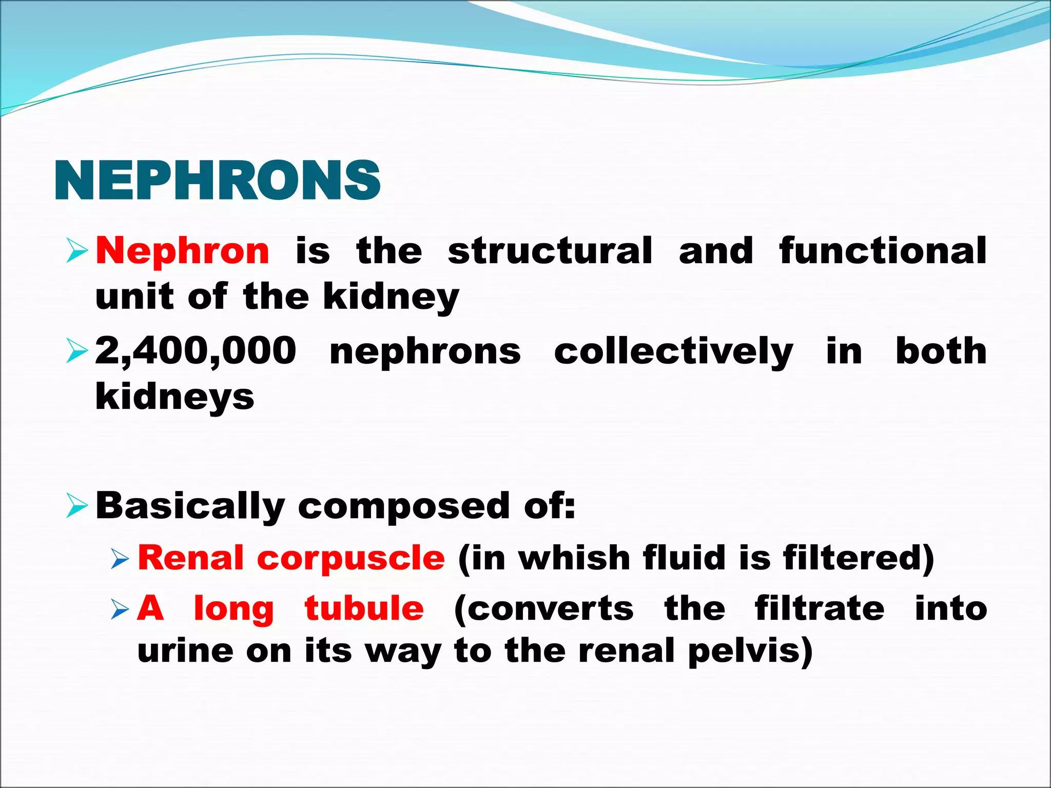 RENAL PHYSIOLOGY.ppt