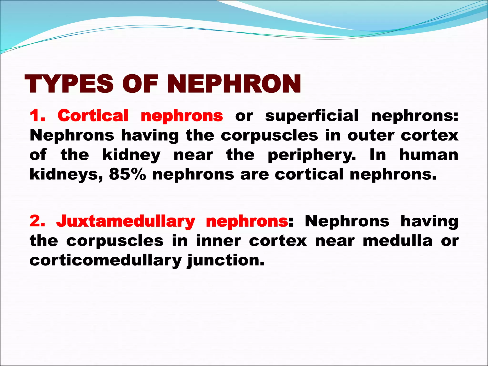 RENAL PHYSIOLOGY.ppt