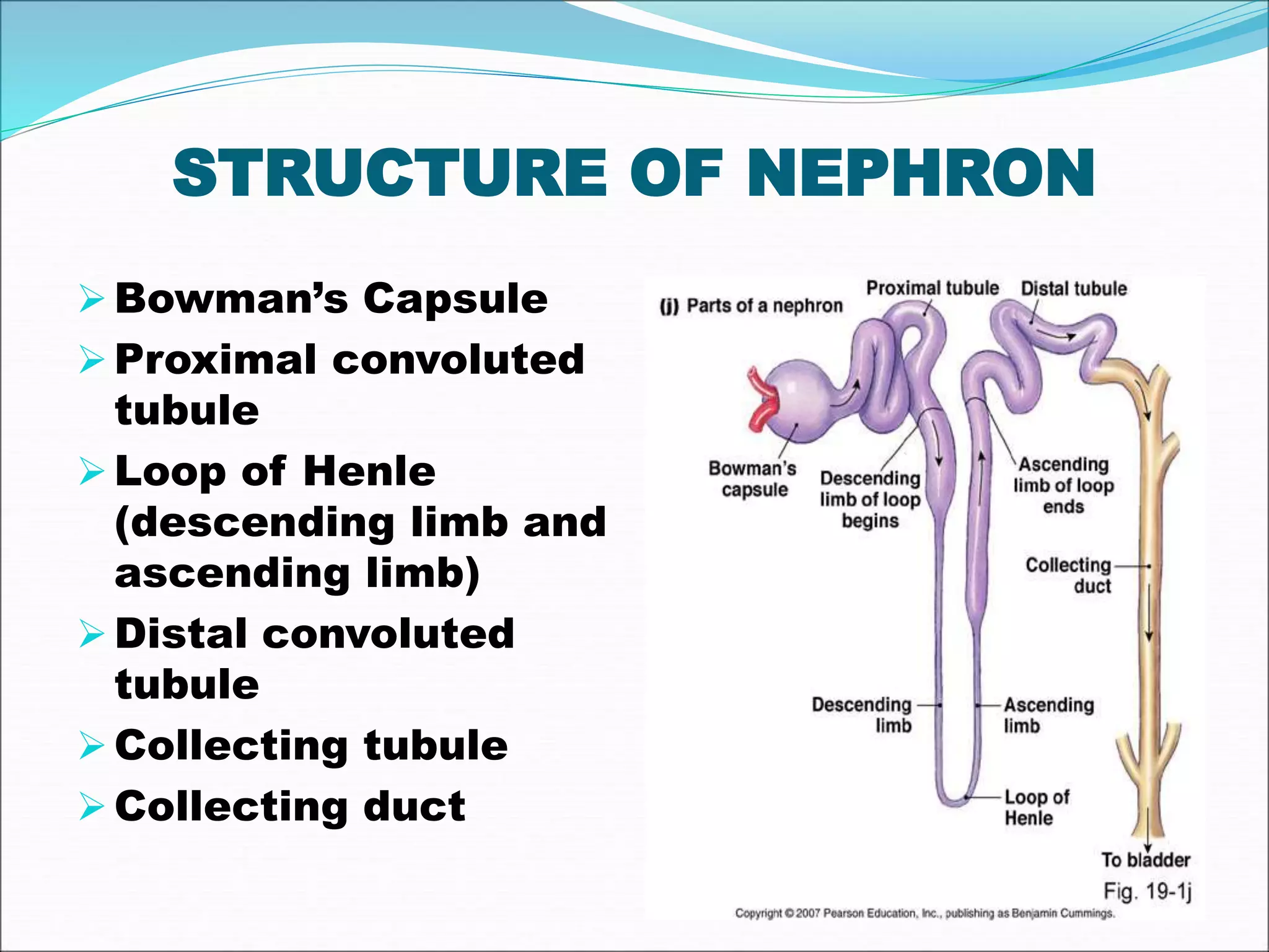 RENAL PHYSIOLOGY.ppt