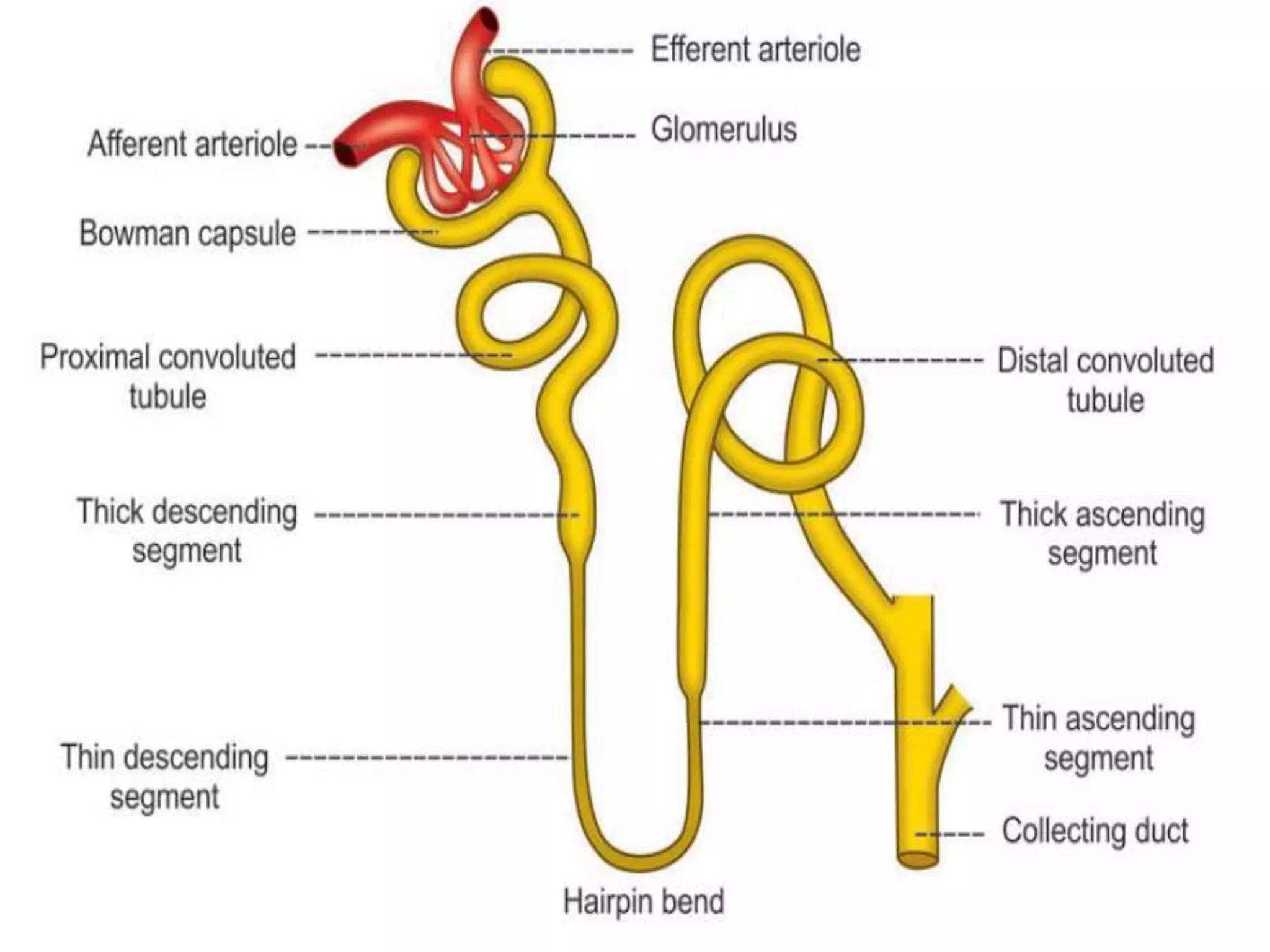 RENAL PHYSIOLOGY.ppt