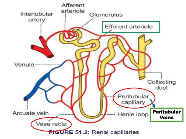 RENAL PHYSIOLOGY.ppt