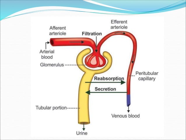 RENAL PHYSIOLOGY.ppt