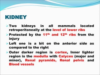 RENAL PHYSIOLOGY.ppt