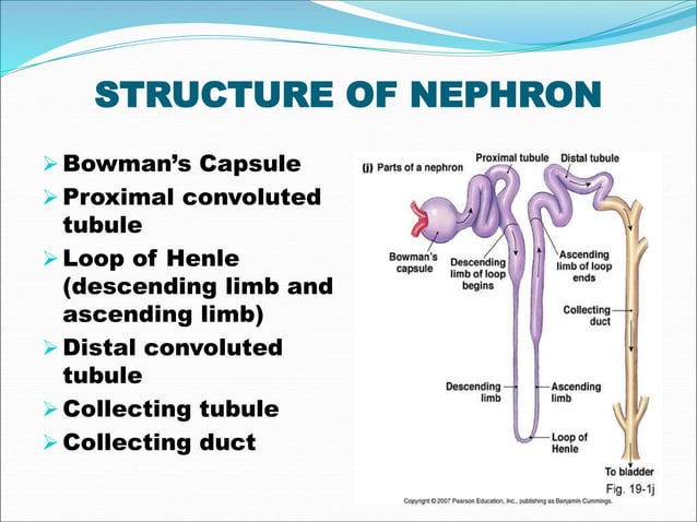 RENAL PHYSIOLOGY.ppt