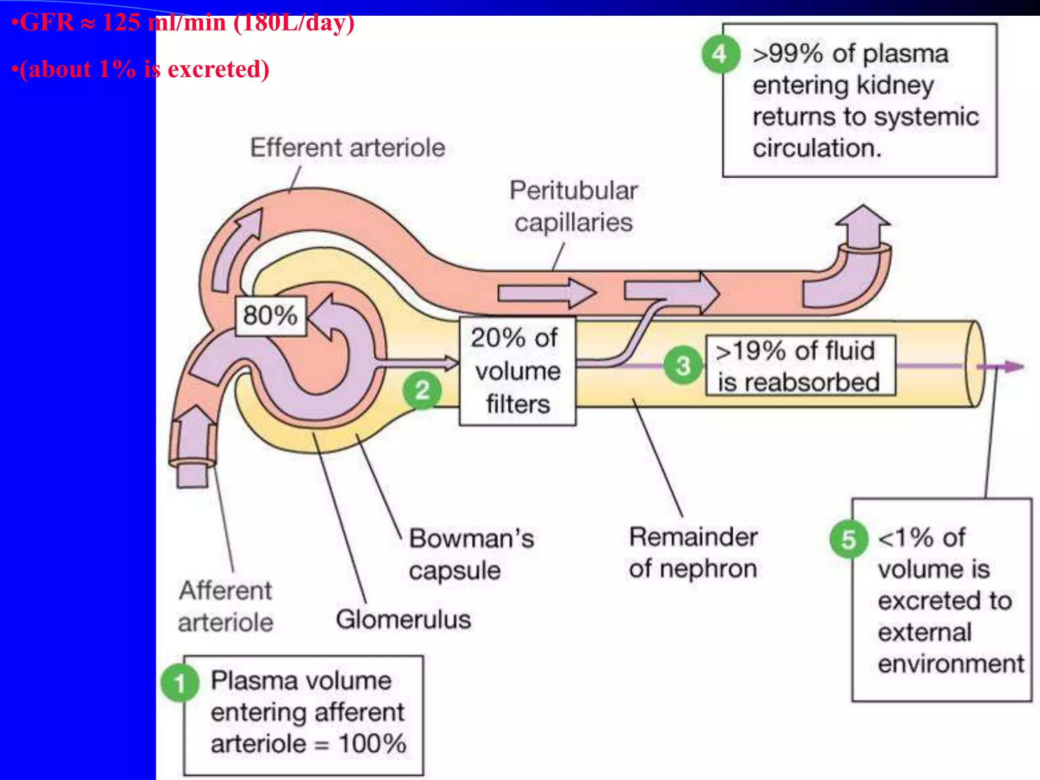 Renal Physiology.ppt