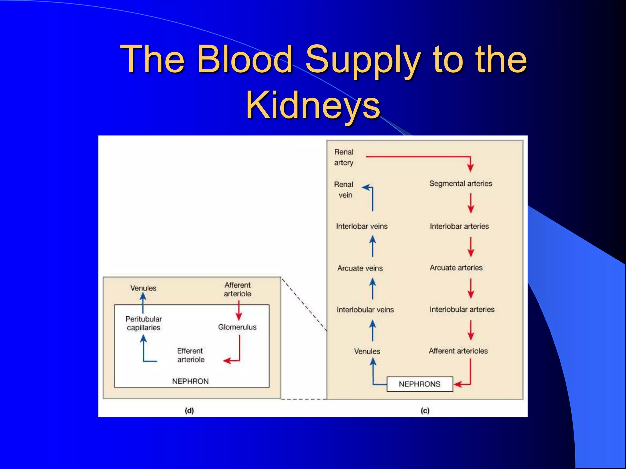 Renal Physiology.ppt