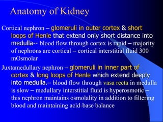Renal Physiology.ppt