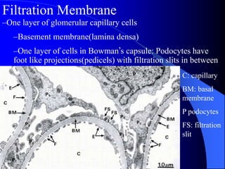 Renal Physiology.ppt