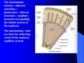 Renal Physiology.ppt