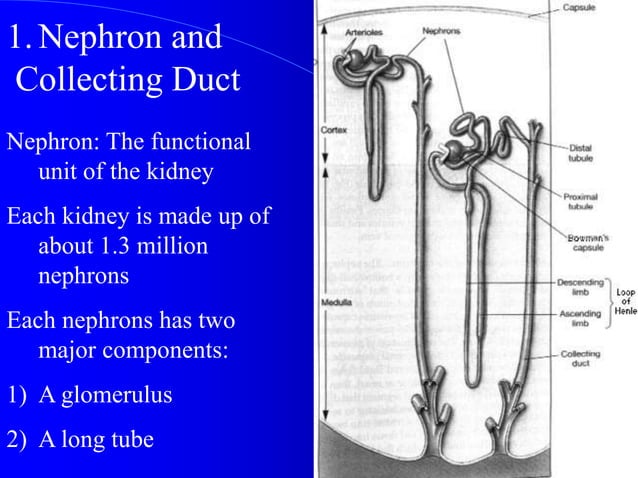 Renal Physiology.ppt