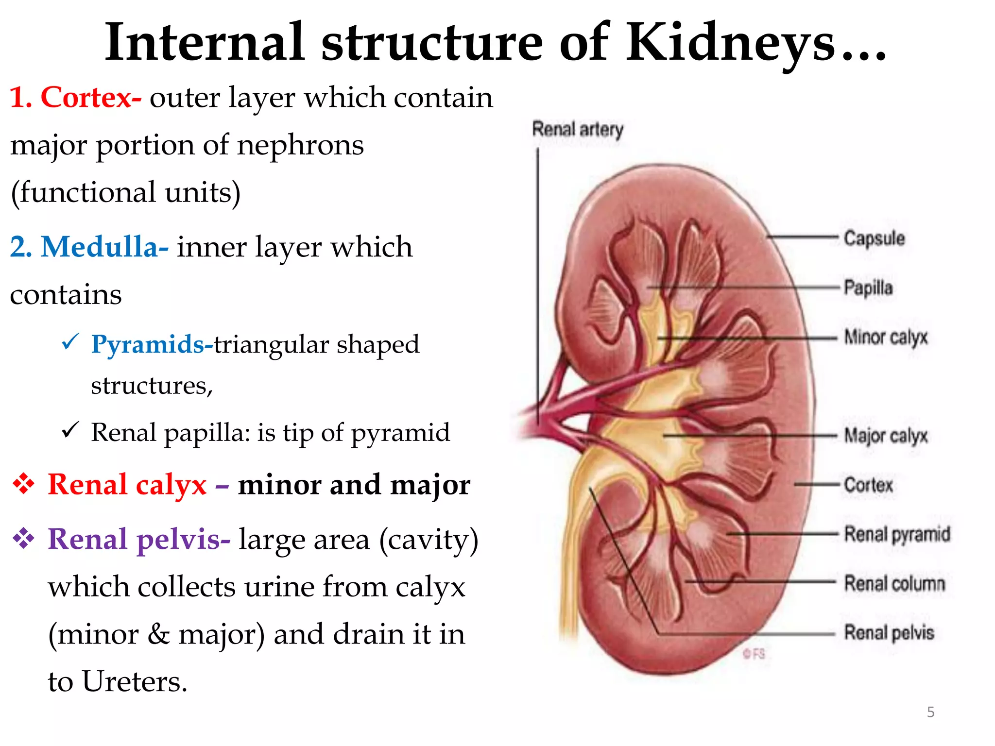 Renal Physiology.pdf