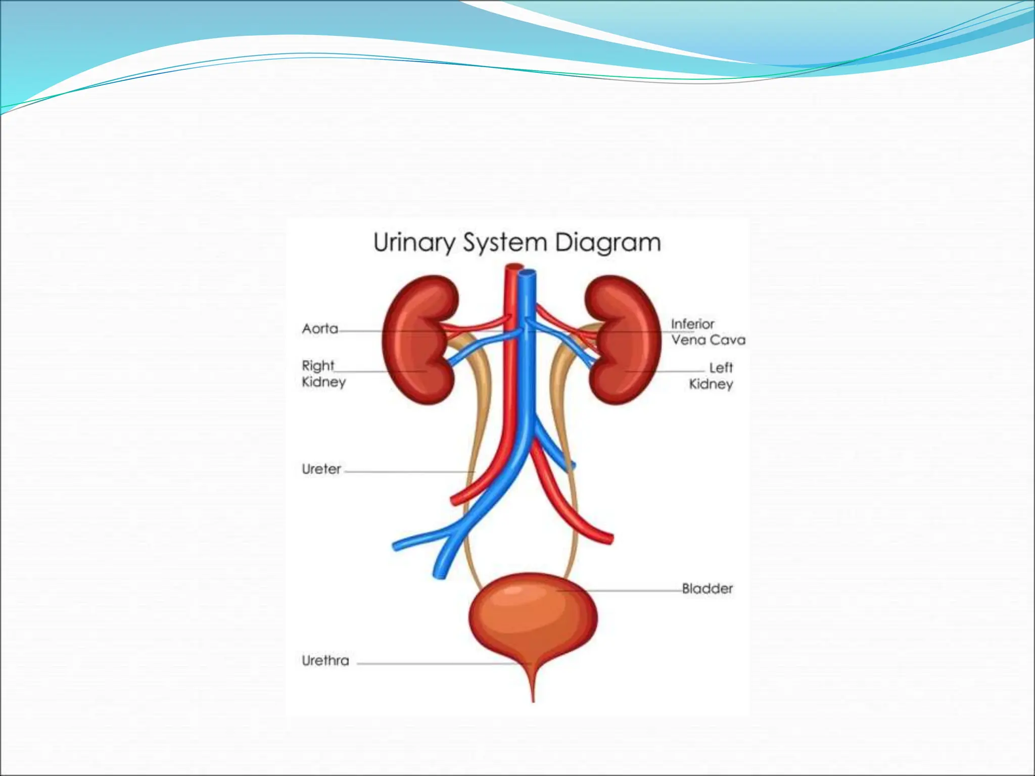 Renal Physiology and Function of Kidney. | PPT