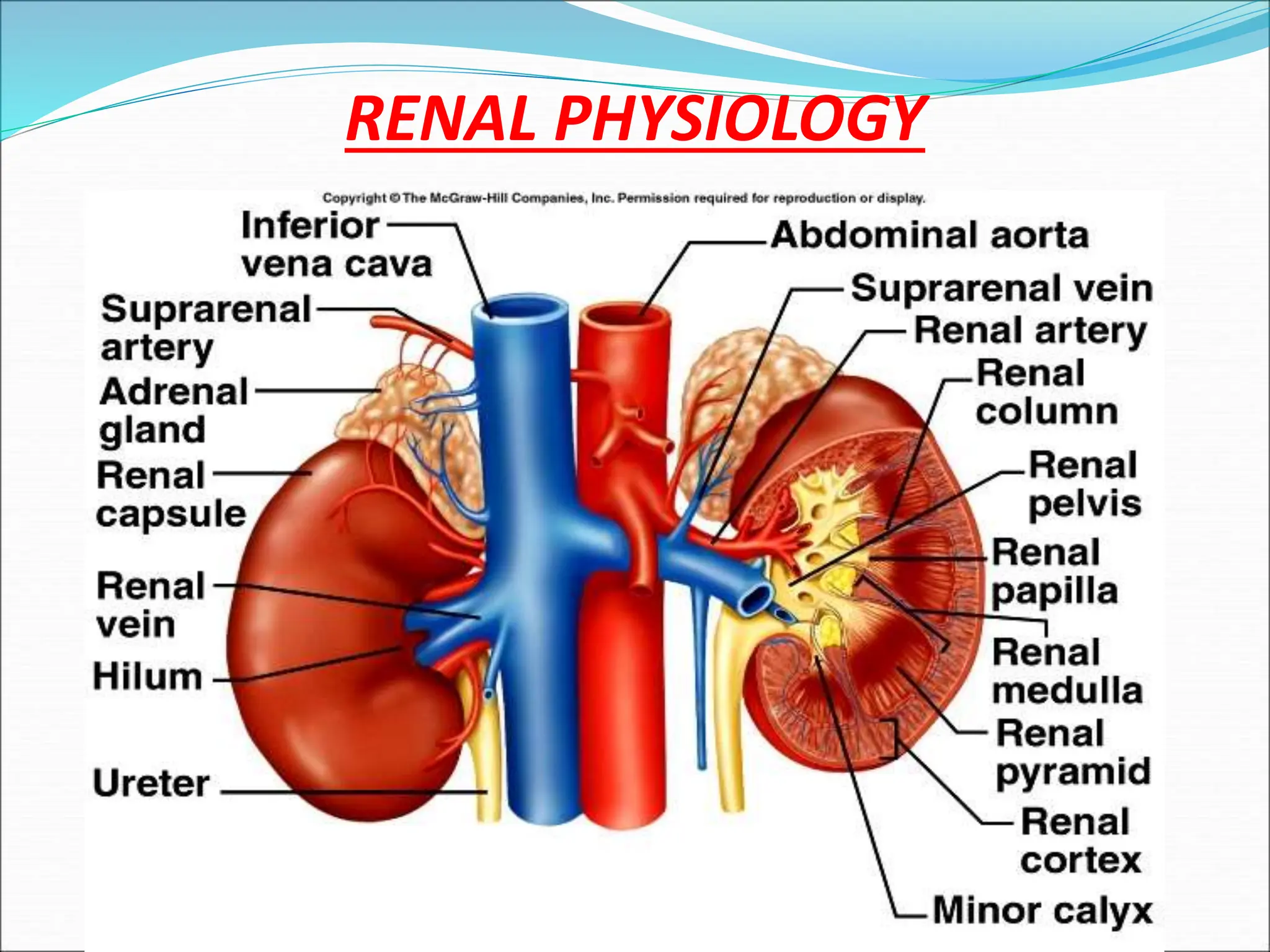 Renal Physiology and Function of Kidney. | PPT