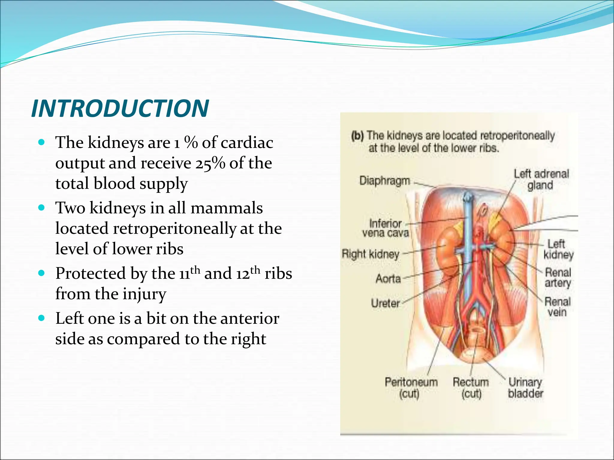 Renal Physiology and Function of Kidney. | PPT