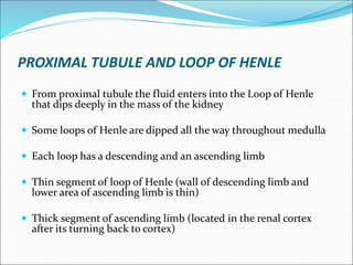 Renal Physiology and Function of Kidney. | PPT