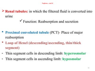 dult health nursing Renal Physiology.pptx