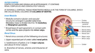 RENAL SYSTEM PHYSIOLOGY AND REVIEW OF ANATOMY.pptx
