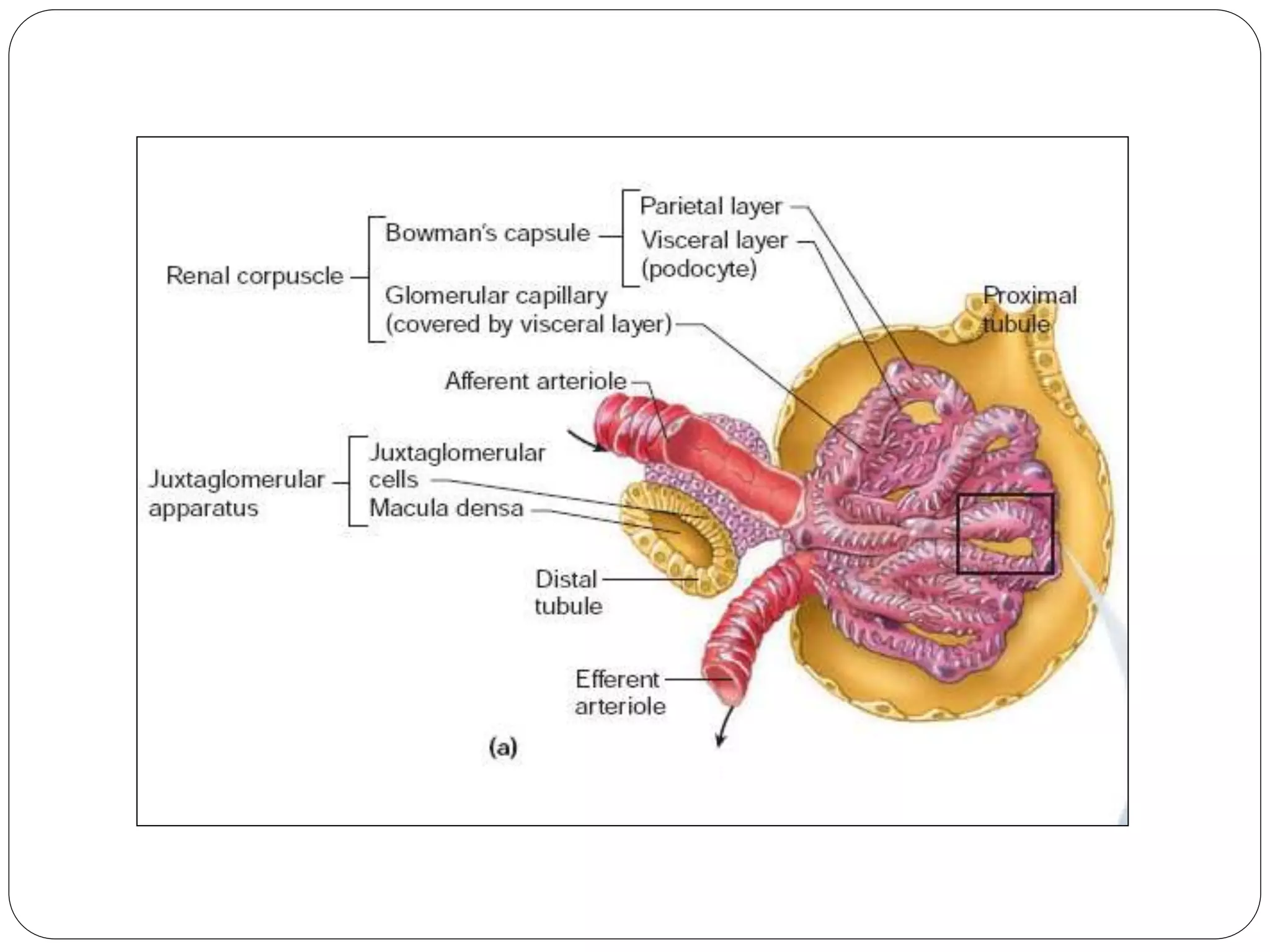 Renal physiology, Renal structure, Renal function, Renal process, Renal ...