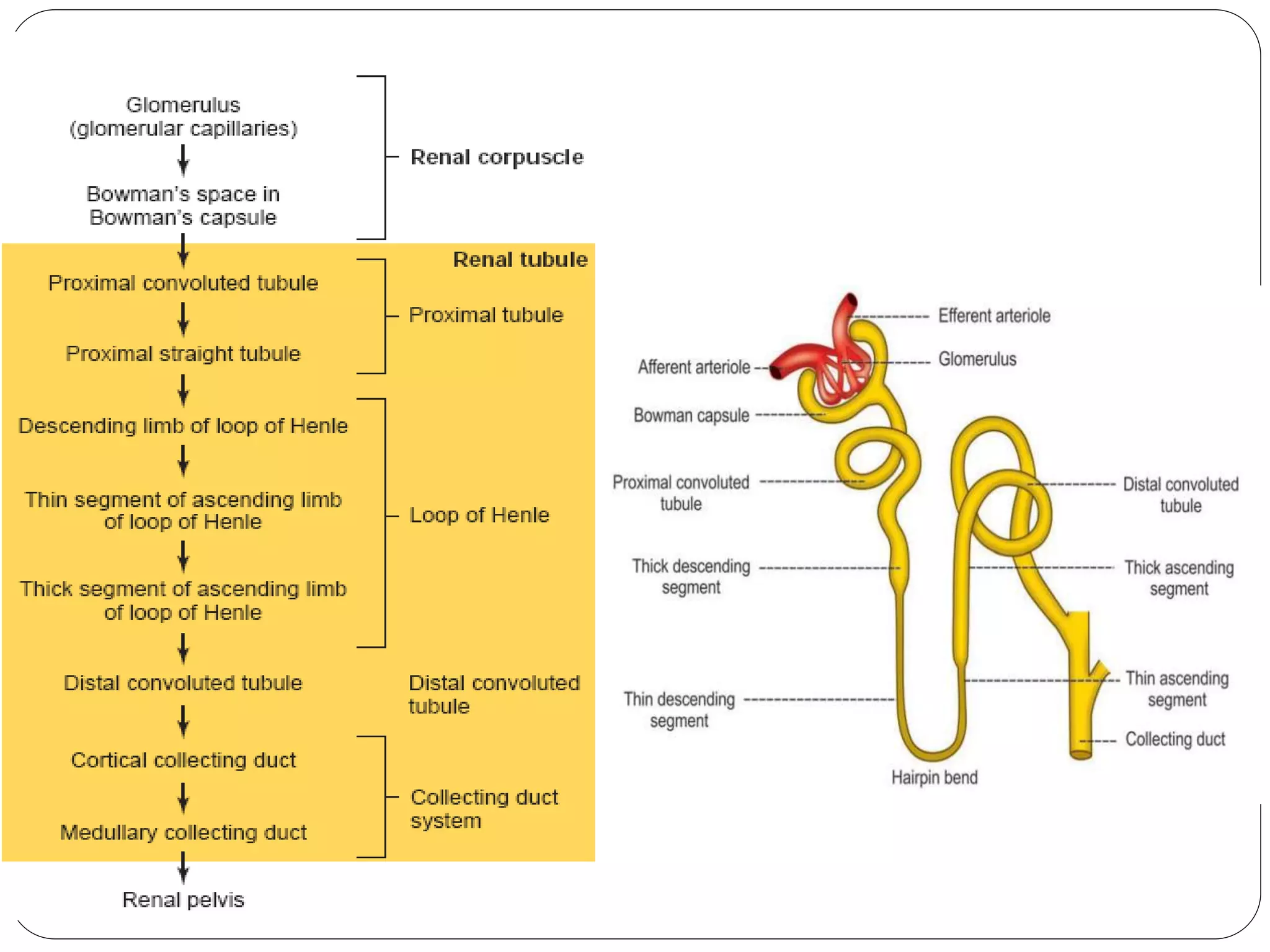 Renal physiology, Renal structure, Renal function, Renal process, Renal ...