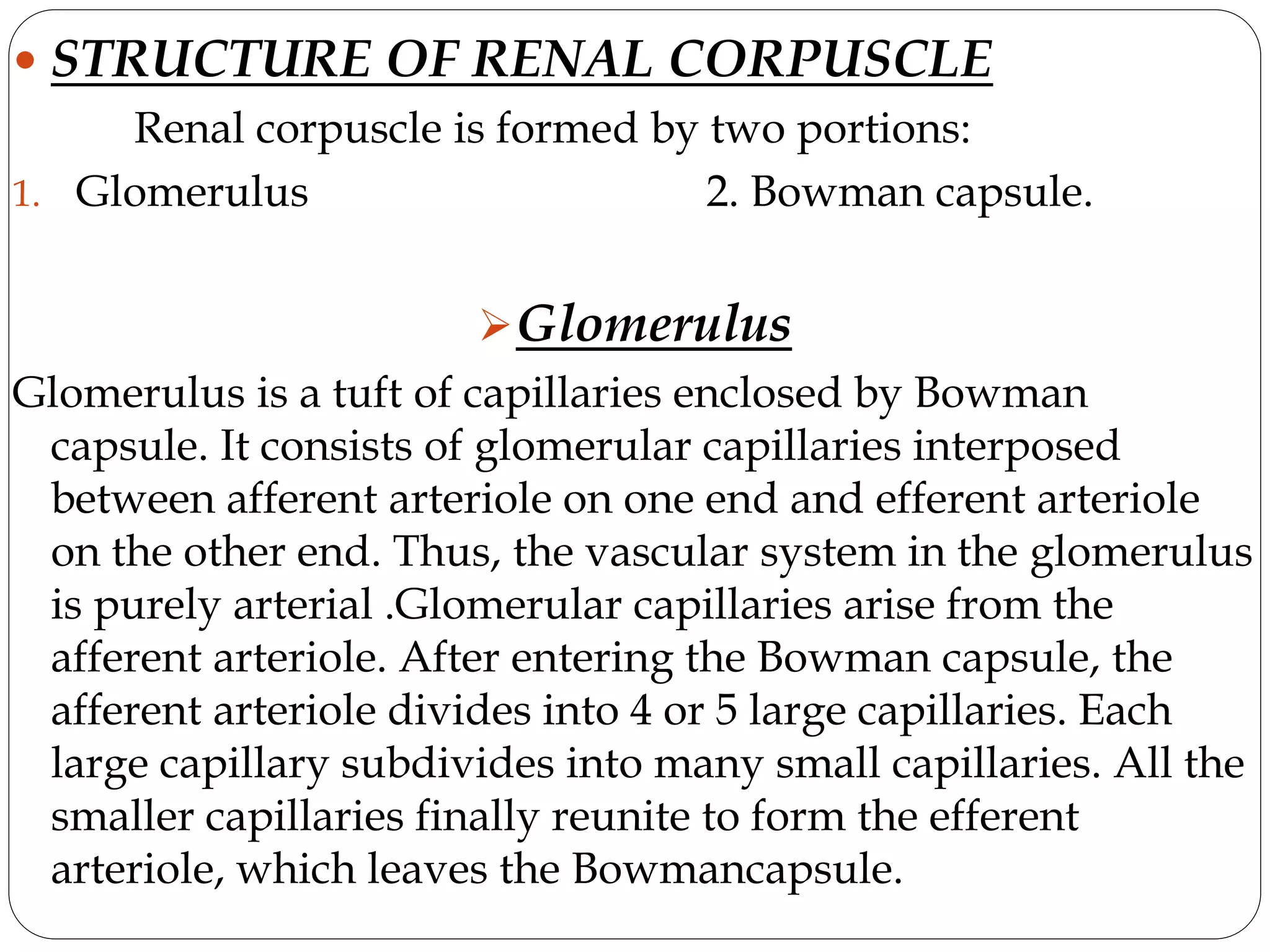 Renal physiology, Renal structure, Renal function, Renal process, Renal ...