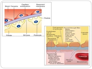 Renal physiology, Renal structure, Renal function, Renal process, Renal ...