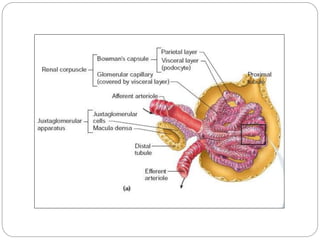 Renal physiology, Renal structure, Renal function, Renal process, Renal ...