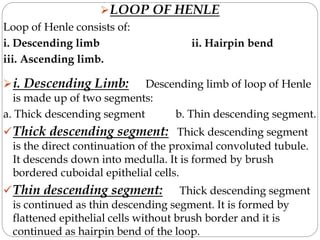 Renal physiology, Renal structure, Renal function, Renal process, Renal ...