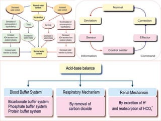 Renal physiology, Renal structure, Renal function, Renal process, Renal ...