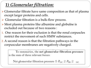 Renal physiology, Renal structure, Renal function, Renal process, Renal ...