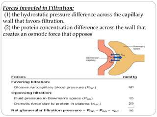 Renal physiology, Renal structure, Renal function, Renal process, Renal ...