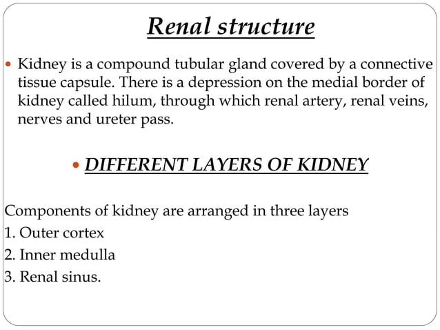 Renal physiology, Renal structure, Renal function, Renal process, Renal ...