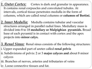 Renal physiology, Renal structure, Renal function, Renal process, Renal ...