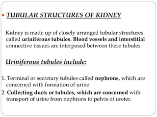 Renal physiology, Renal structure, Renal function, Renal process, Renal ...