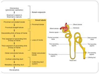 Renal physiology, Renal structure, Renal function, Renal process, Renal ...
