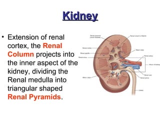 Renal physiology 1 | PPT