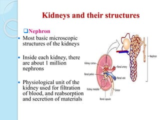 Renal physiology 1 dr.osama el shahat | PPTX