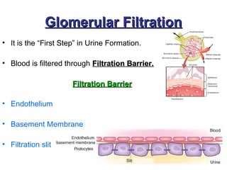Renal physiology 2 | PPT