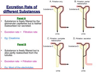 Renal physiology 2 | PPT
