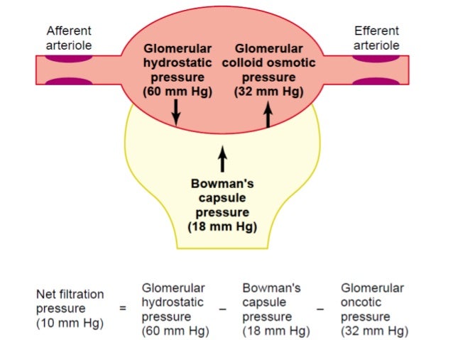Glomerular Filtration Glomerulus Renal Physiology Diseases And