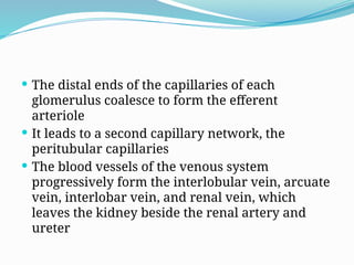 RENAL PHYSIOLOGY & BUFFER SYSTEM 132.pptx