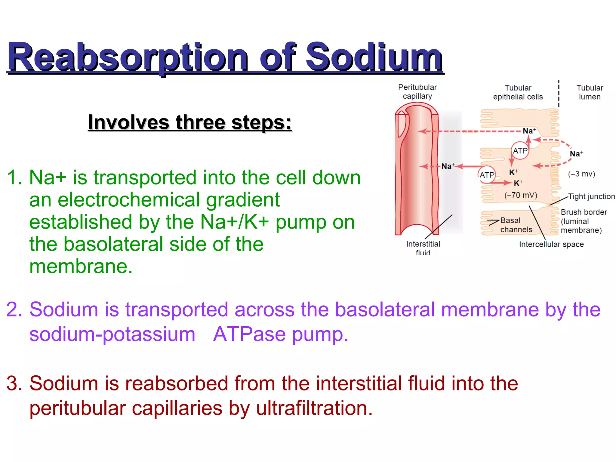 Renal physiology 3 | PPT