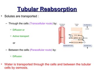Renal physiology 3 | PPT