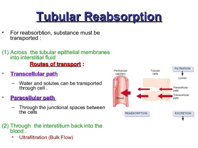 Renal physiology 3